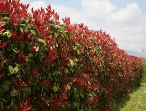 Głogownik Red Robin – dekoracyjny krzew do Twojego ogrodu - Dla domu i ogrodu